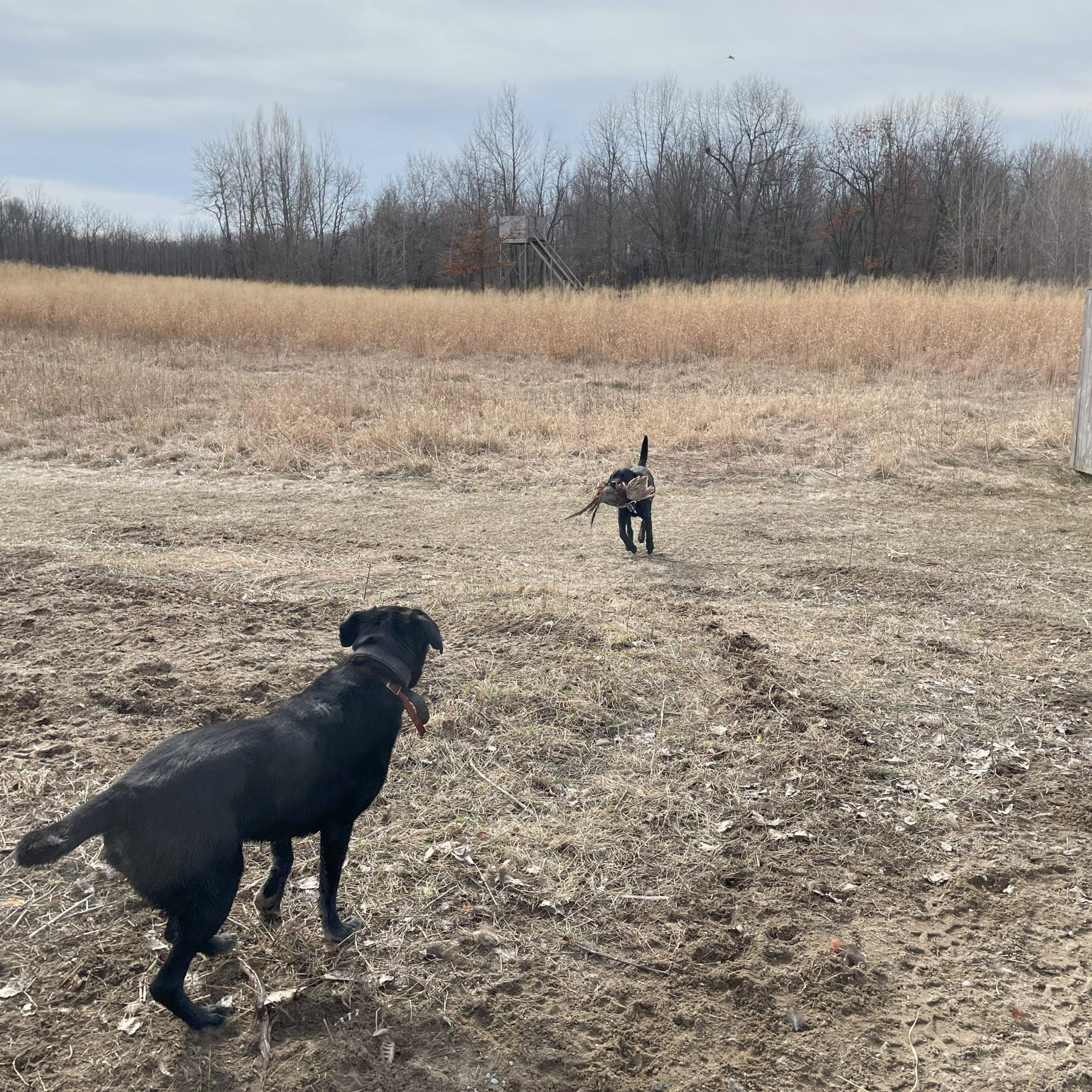 Photos - Crooked Foot Hunt Club